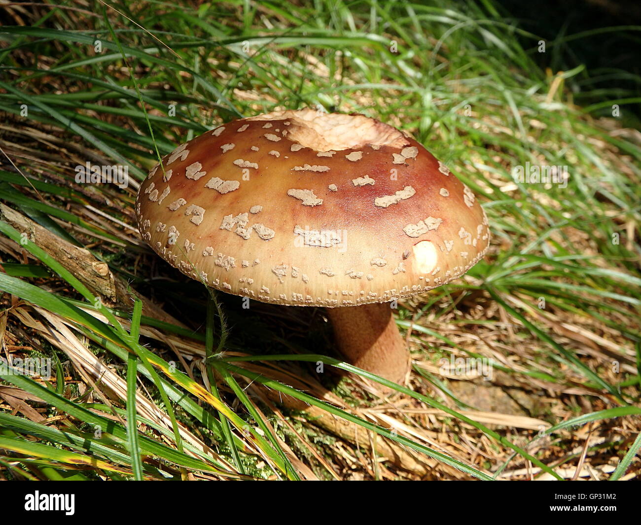 toadstool, mushroom Stock Photo - Alamy