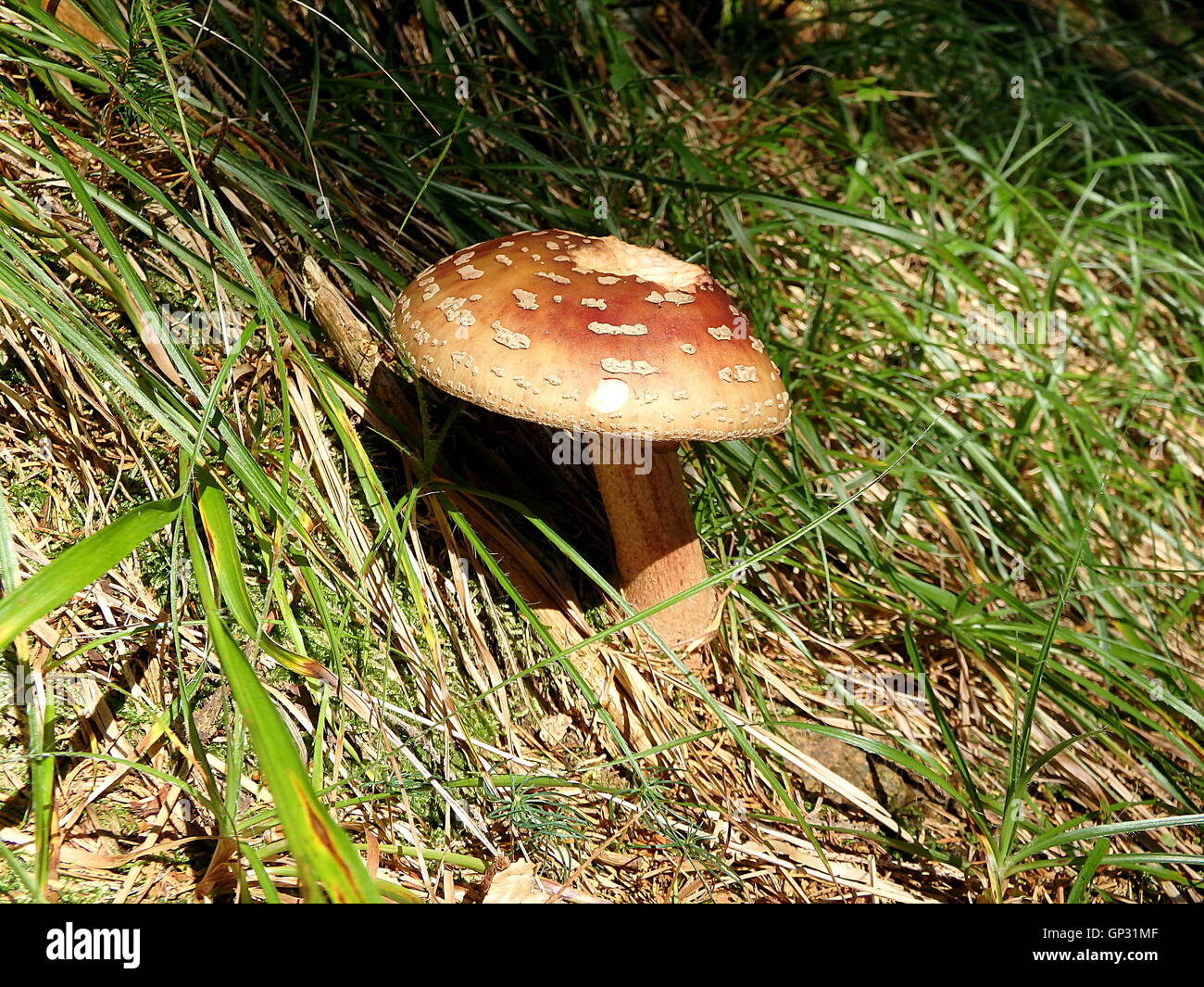 toadstool, mushroom Stock Photo - Alamy