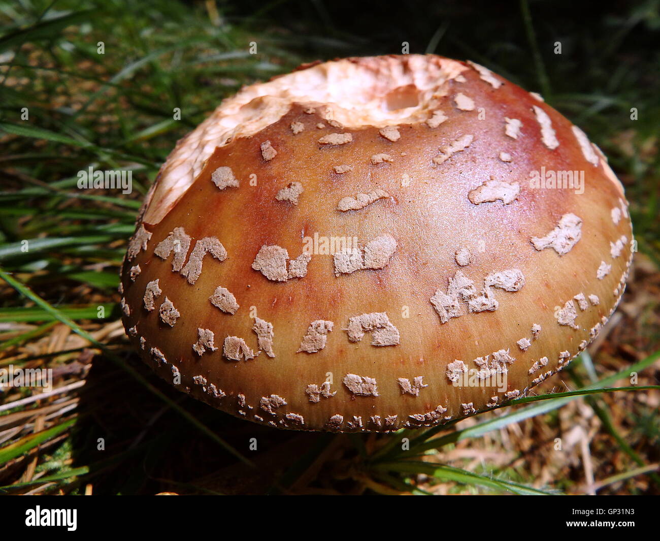 toadstool, mushroom Stock Photo - Alamy