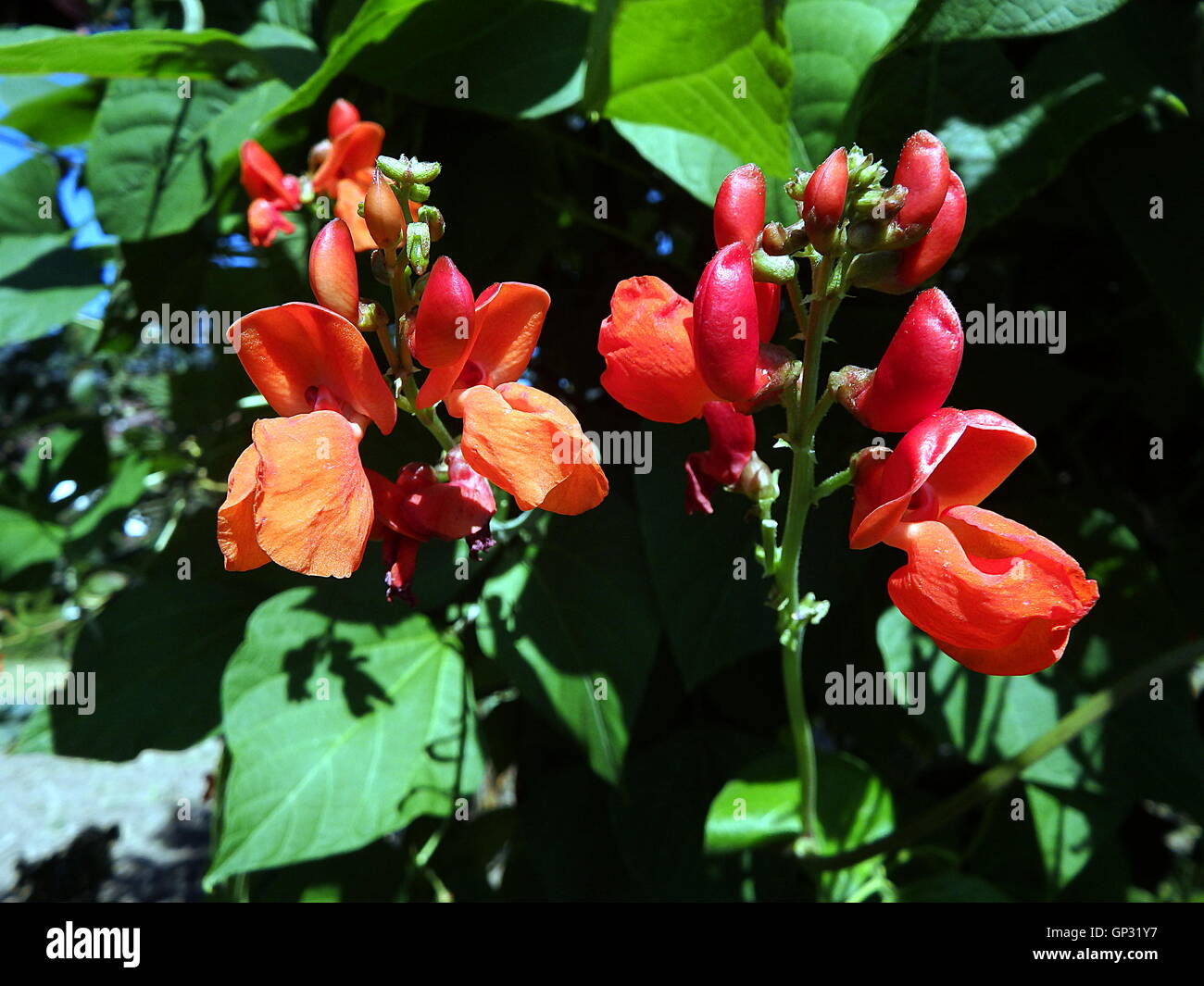 Bean Flower High Resolution Stock Photography and Images - Alamy