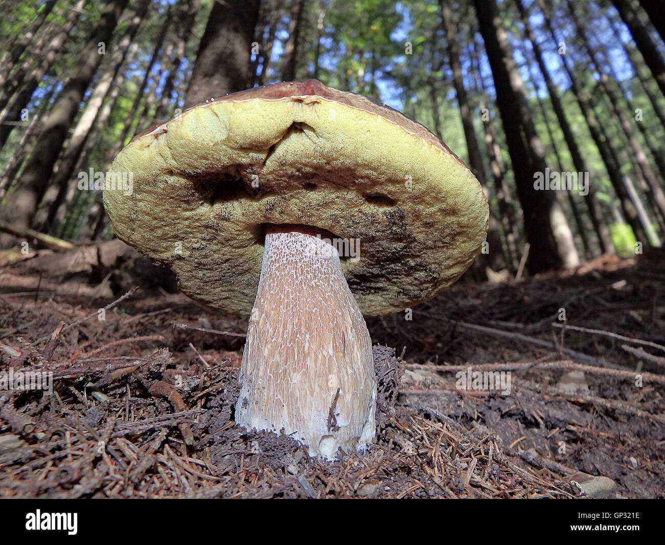 boletus , mushroom Stock Photo - Alamy