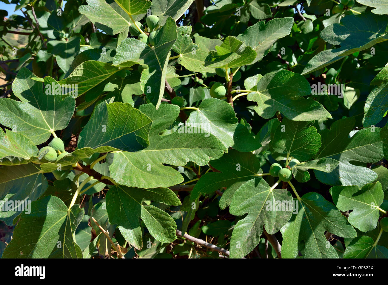 Fig trees (Ficus carica) growing with figs Algarve, Portugal Stock ...