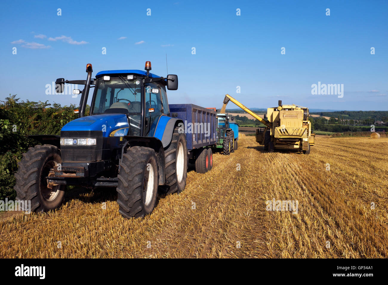 Combine harvester unloading into a tractor trailer, Shropshire, England ...