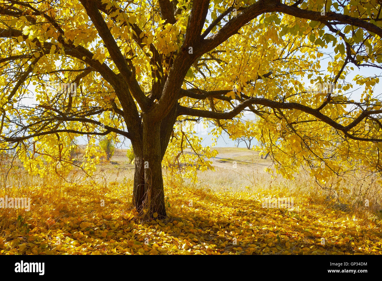 Autumn tree with yellow leaves Stock Photo - Alamy
