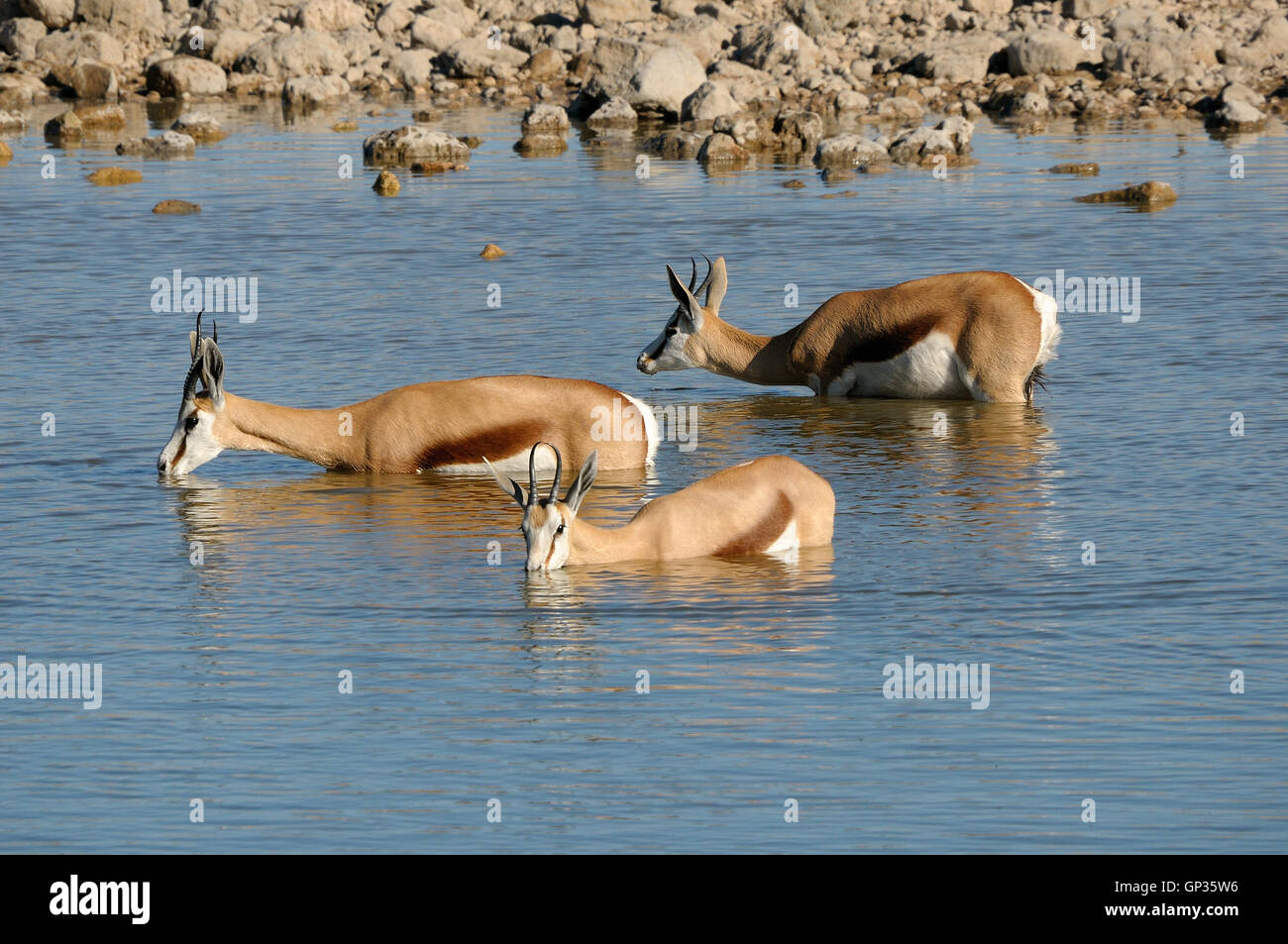 Springbok in the water Stock Photo - Alamy