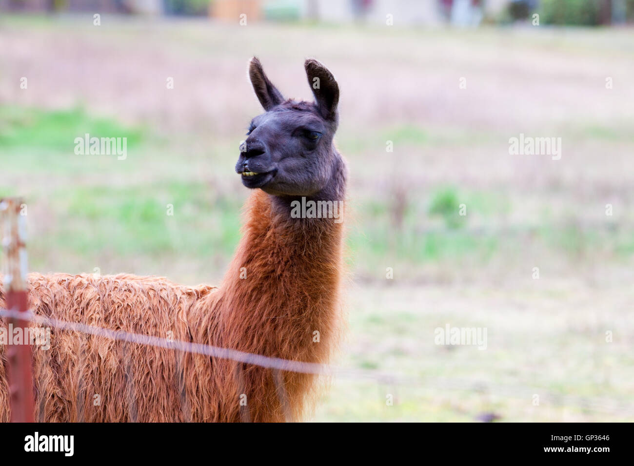 Llama in Field Stock Photo - Alamy