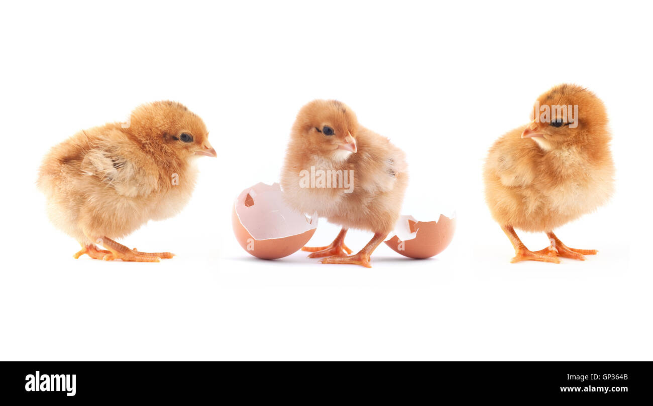 The yellow small chick Stock Photo - Alamy
