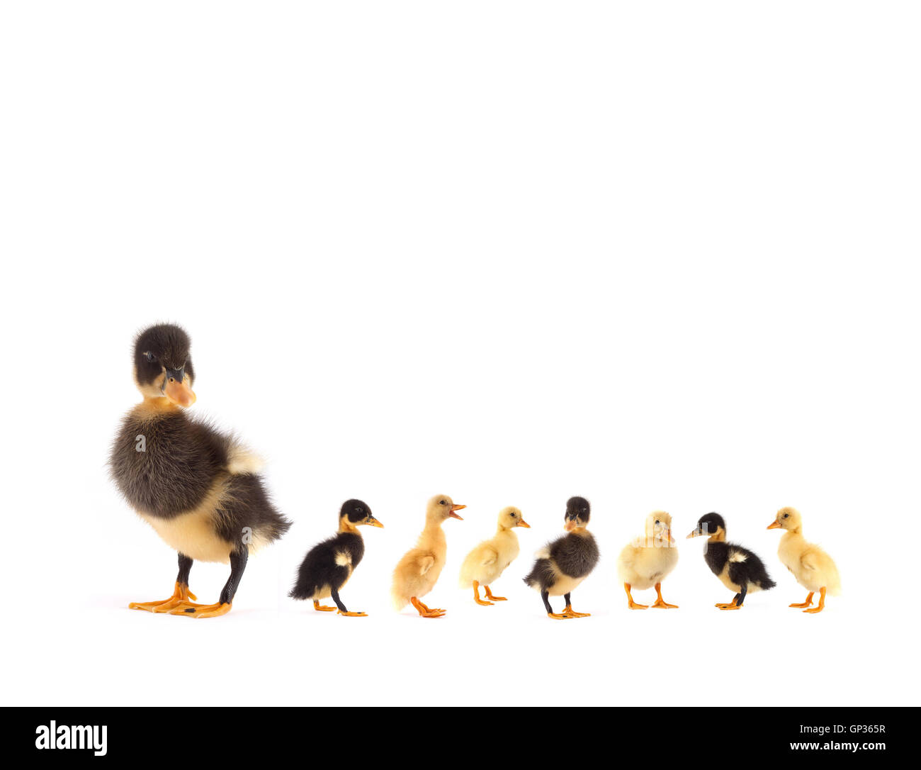 Yellow and black duckling hi-res stock photography and images - Alamy