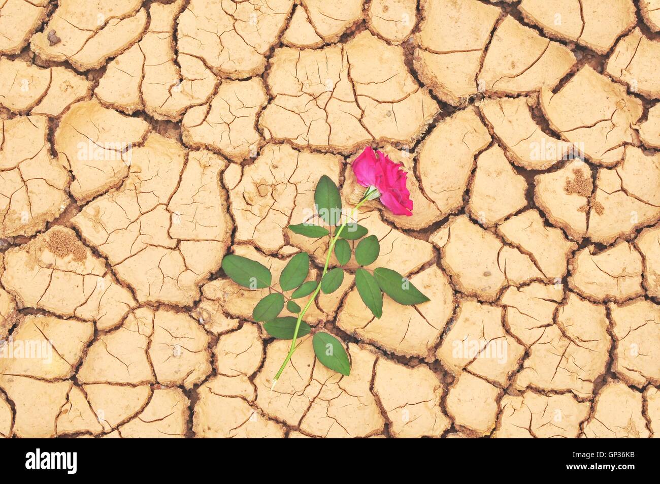 Red rose on cracked ground Stock Photo - Alamy