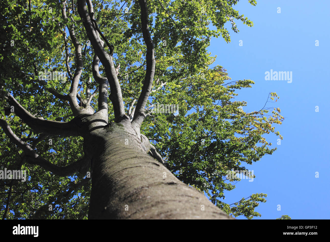 High tree hi-res stock photography and images - Alamy