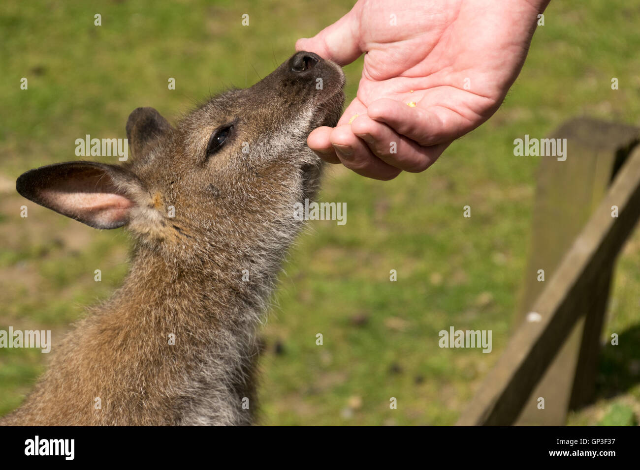 Man feeds wallaby in sunshine Stock Photo - Alamy