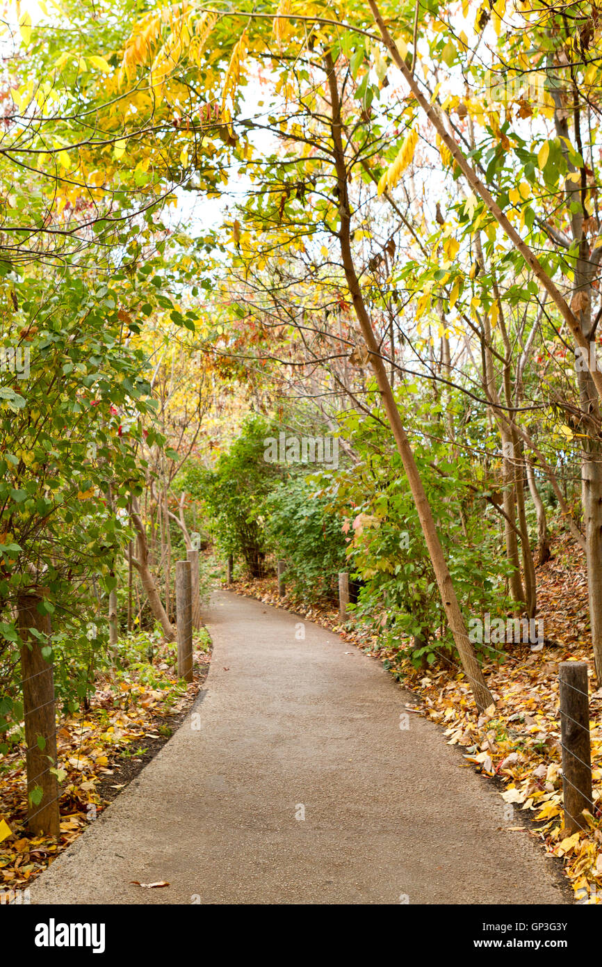 Vibrant autumn leaves surround a trail Stock Photo - Alamy