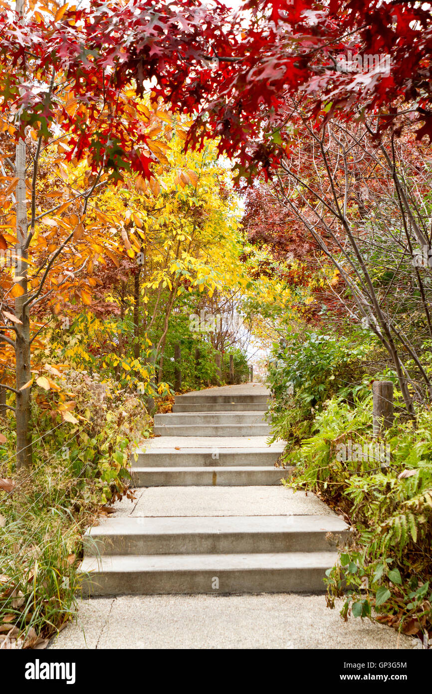 Vibrant autumn leaves surround stairs on a trail Stock Photo - Alamy