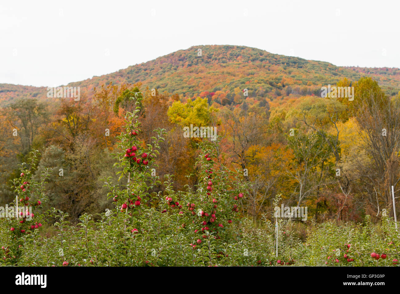 Hudson valley fall colors hi-res stock photography and images - Alamy
