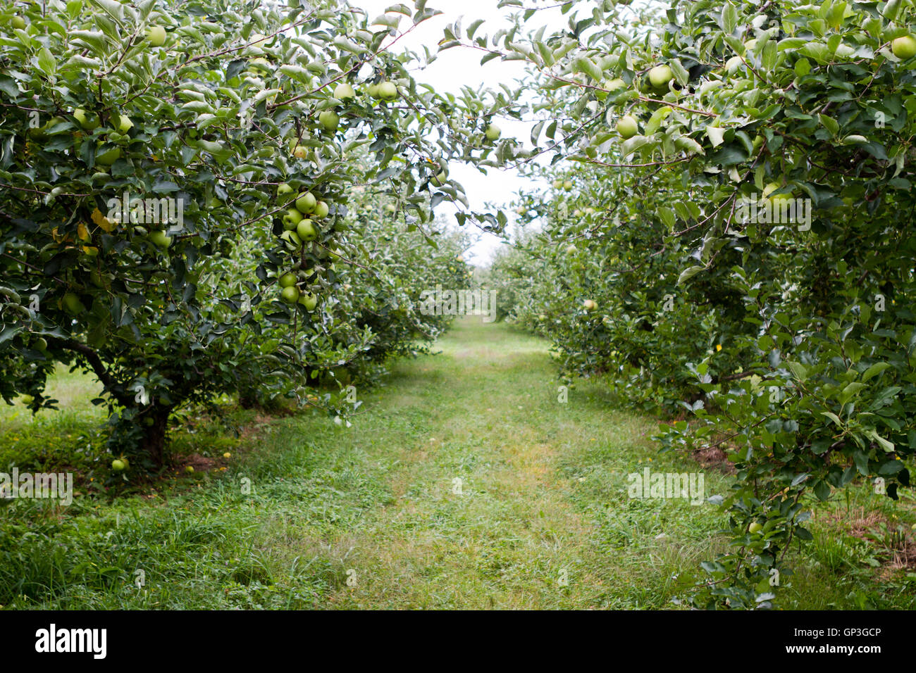 Apple orchard apples hi-res stock photography and images - Alamy