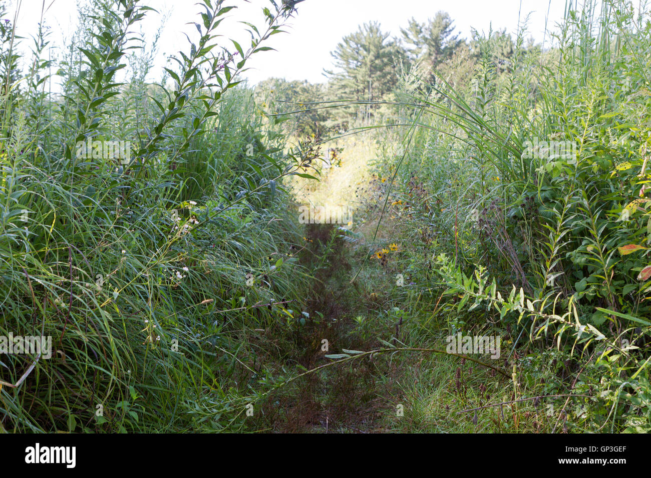 Path through prairie with native grass and wildflowers Stock Photo - Alamy