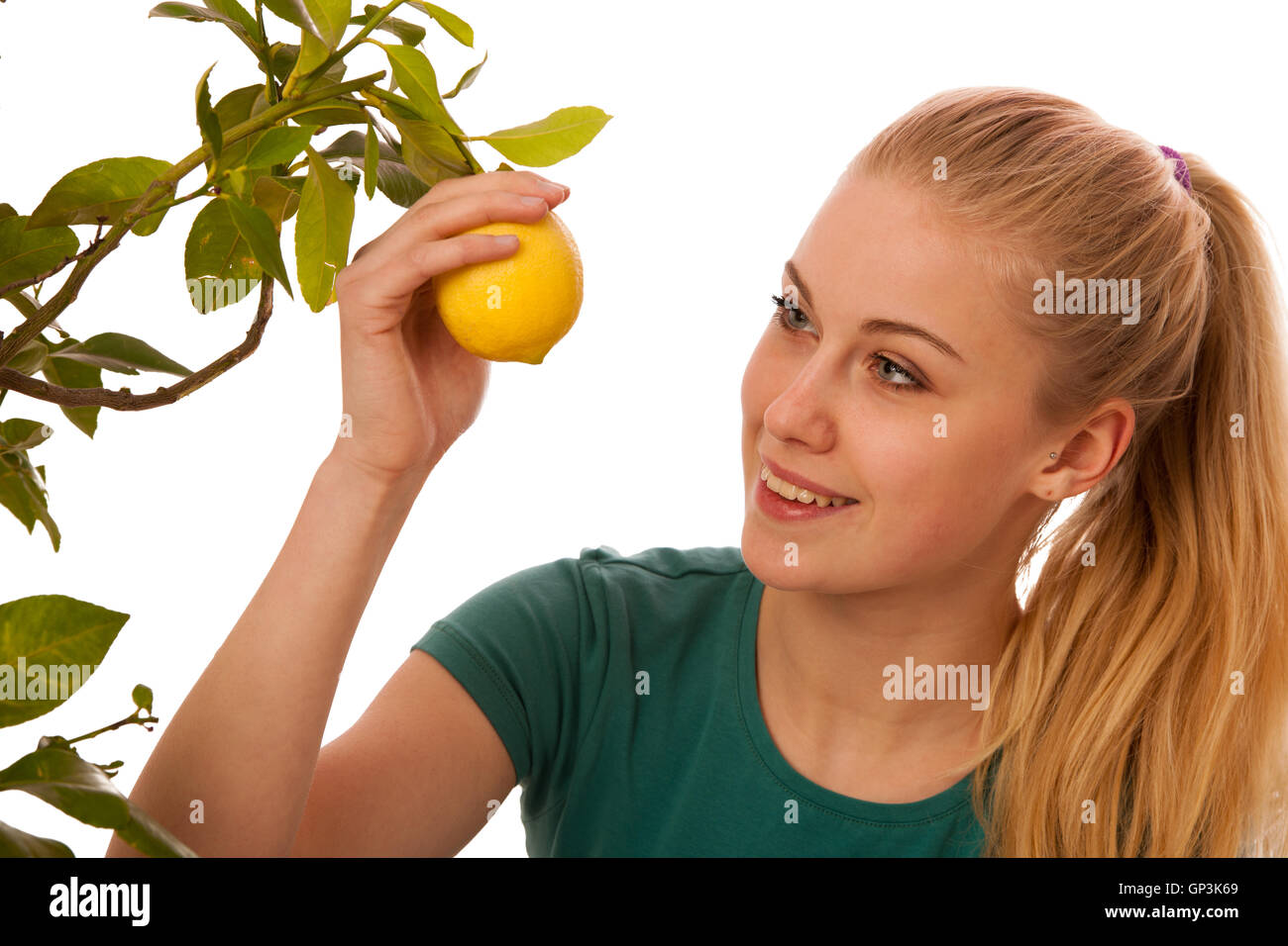 Blonde woman harvesting big, yellow lemons from organically grown lemon ...