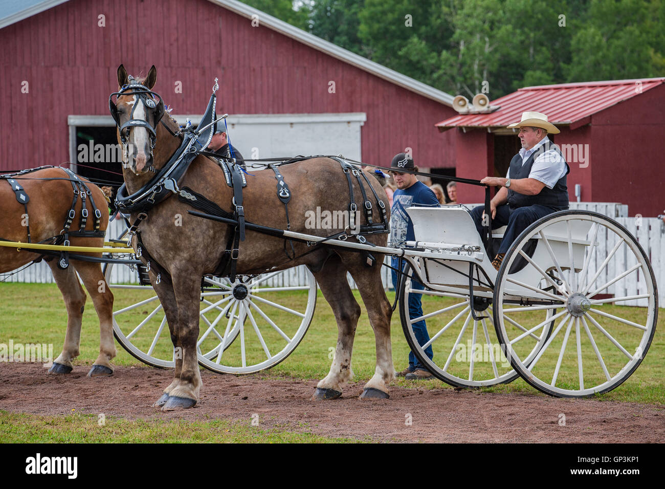 Percheron horse hi-res stock photography and images - Alamy