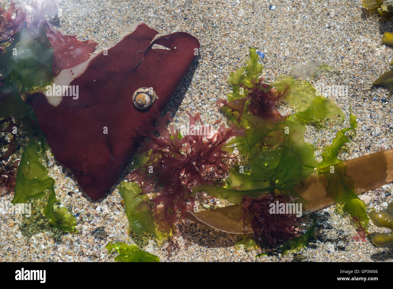 Seaweed in rock pool many colors and types Stock Photo - Alamy
