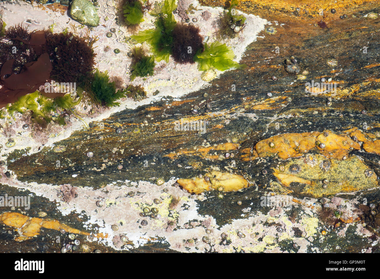 Seaweed in rock pool many colors and types Stock Photo - Alamy