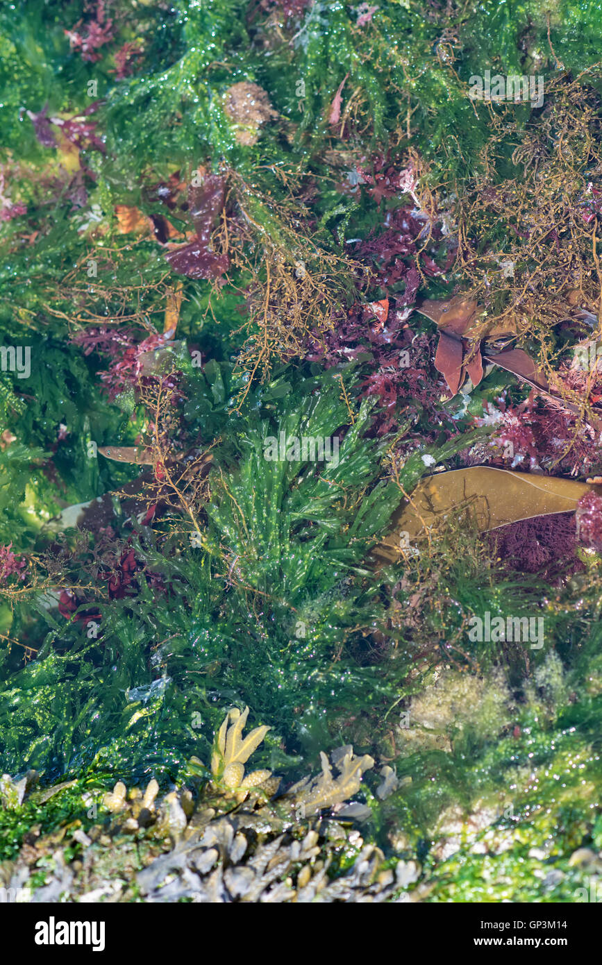 Seaweed in rock pool many colors and types Stock Photo - Alamy