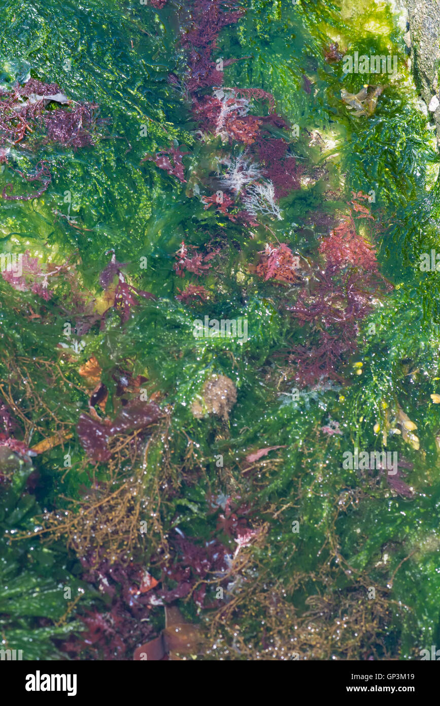 Seaweed in rock pool many colors and types Stock Photo - Alamy