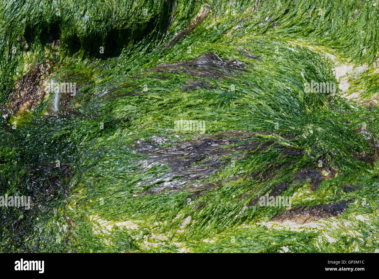 Seaweed in rock pool many colors and types Stock Photo - Alamy