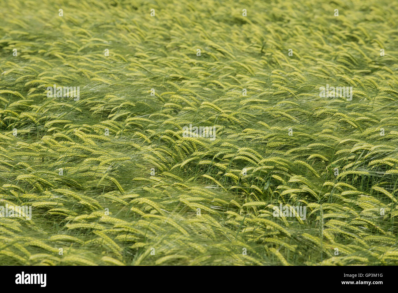 Wheat in field still green blown into waves by wind close up of crop ...