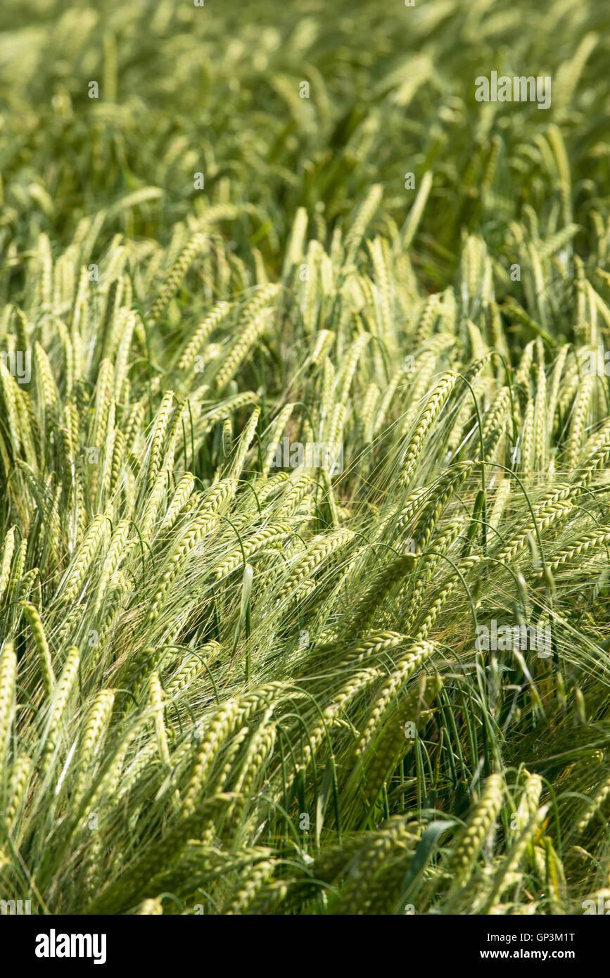 Wheat in field still green blown into waves by wind close up of crop ...