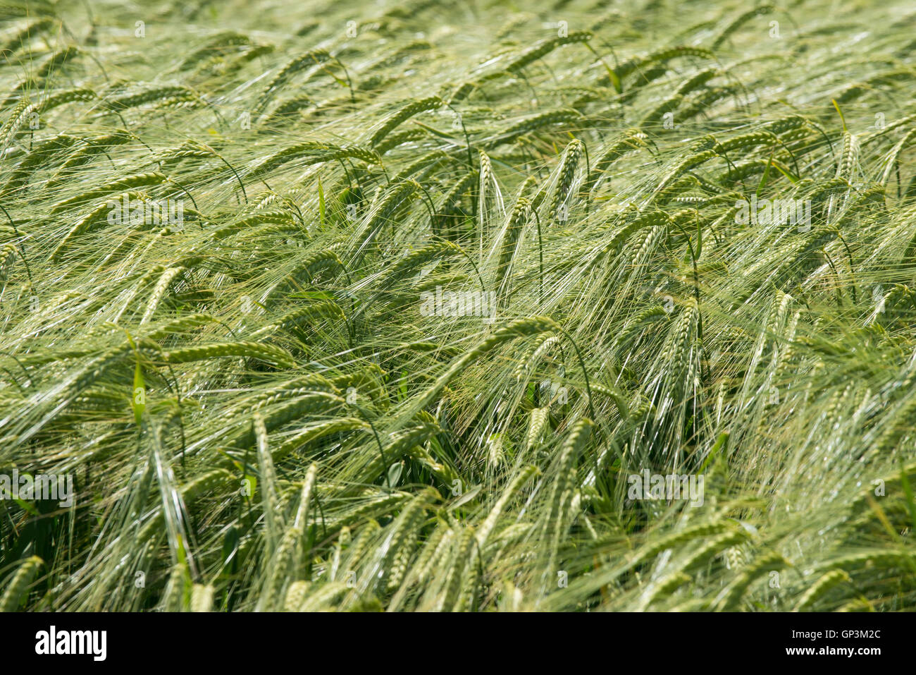 Wheat in field still green blown into waves by wind close up of crop ...