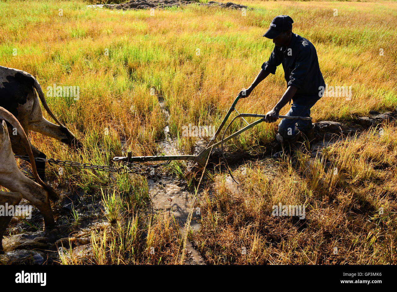 BURKINA FASO, Bobo Dioulasso, village Bama, rice farming for Hybrid ...