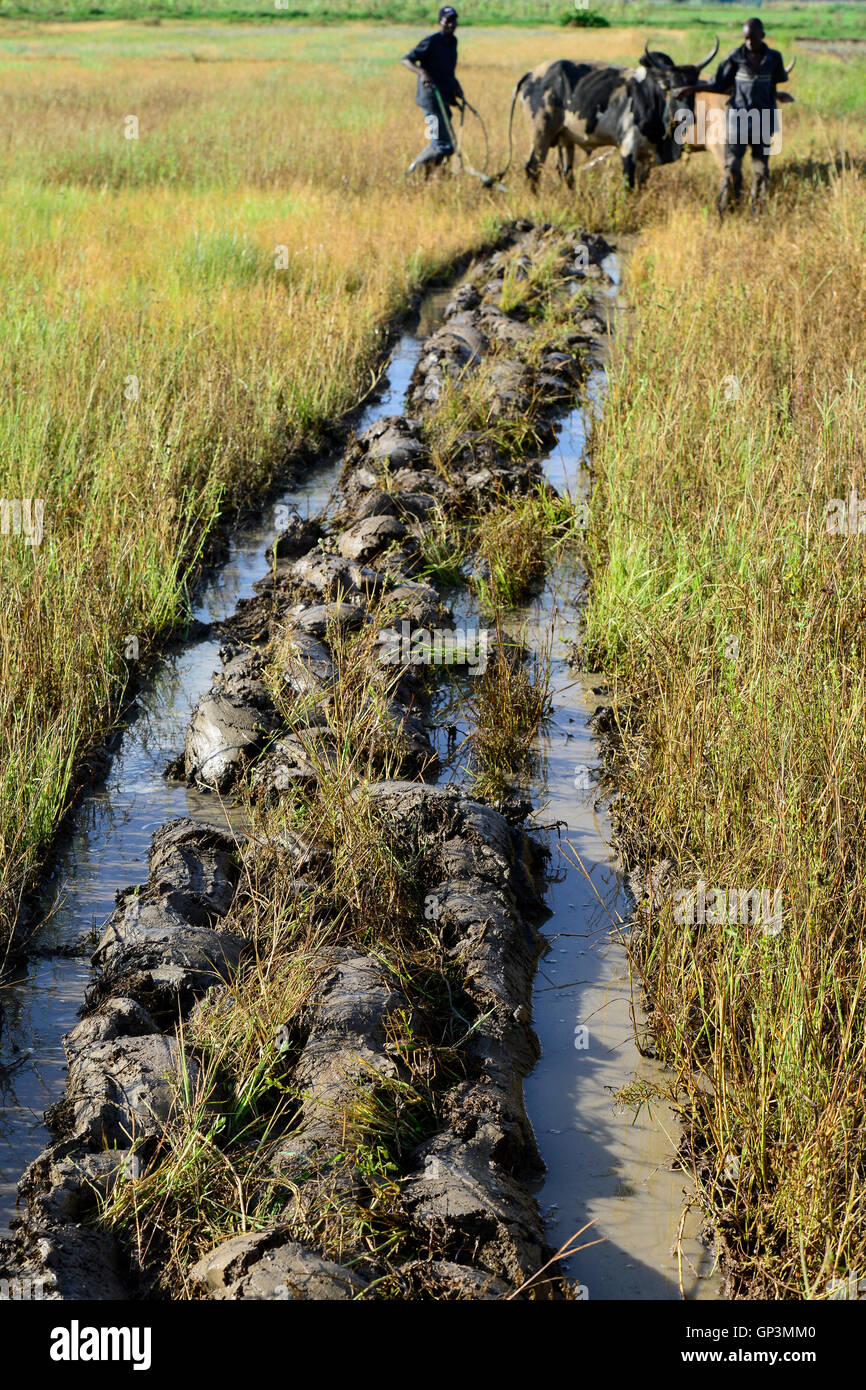 BURKINA FASO, Bobo Dioulasso, village Bama, rice farming for Hybrid ...