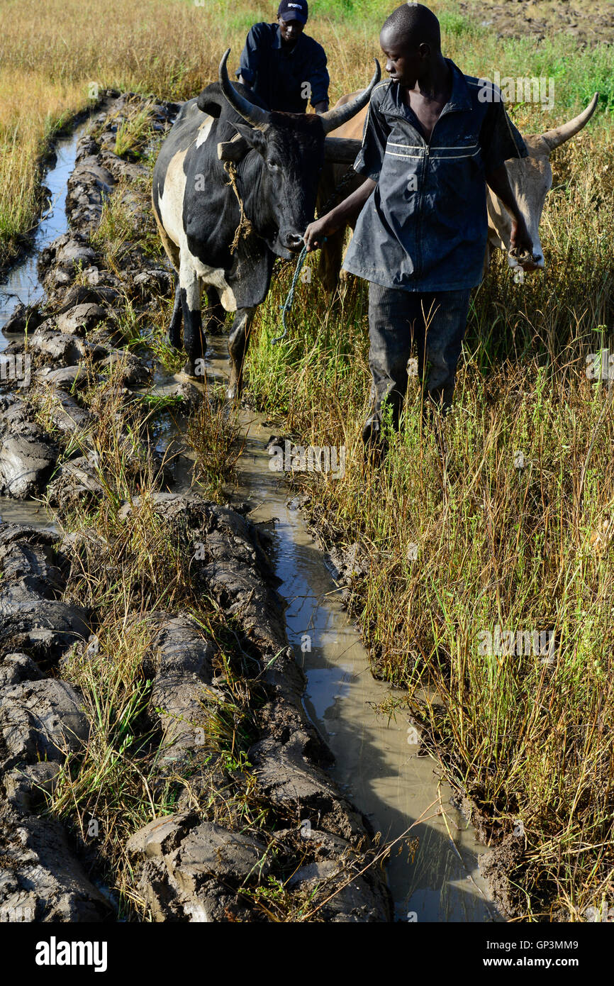 BURKINA FASO, Bobo Dioulasso, village Bama, rice farming for Hybrid ...