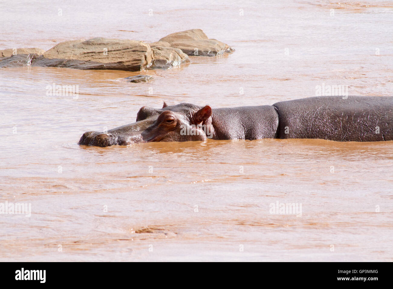 Hippo (Hippopotamus amphibius) in the water, Kenya, Africa Stock Photo ...