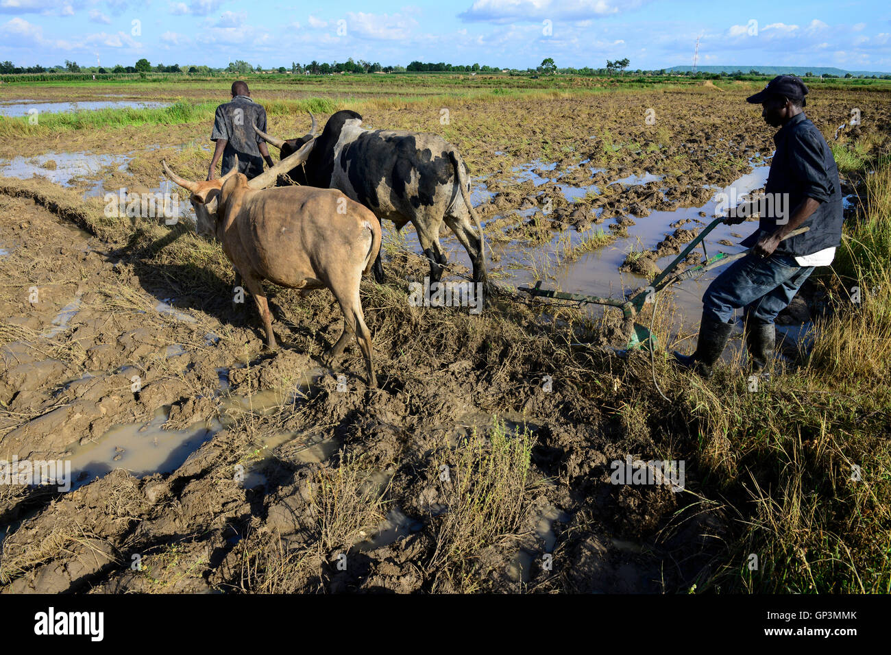 BURKINA FASO, Bobo Dioulasso, village Bama, rice farming for Hybrid ...