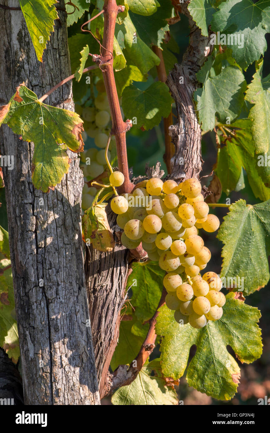 Krk croatia wine hi-res stock photography and images - Alamy
