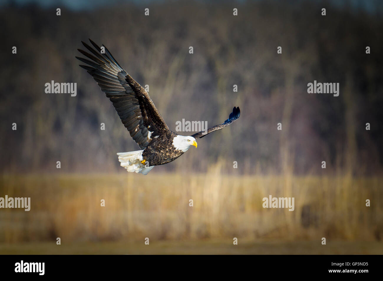A bald eagle flying in front of a grassy field Stock Photo - Alamy