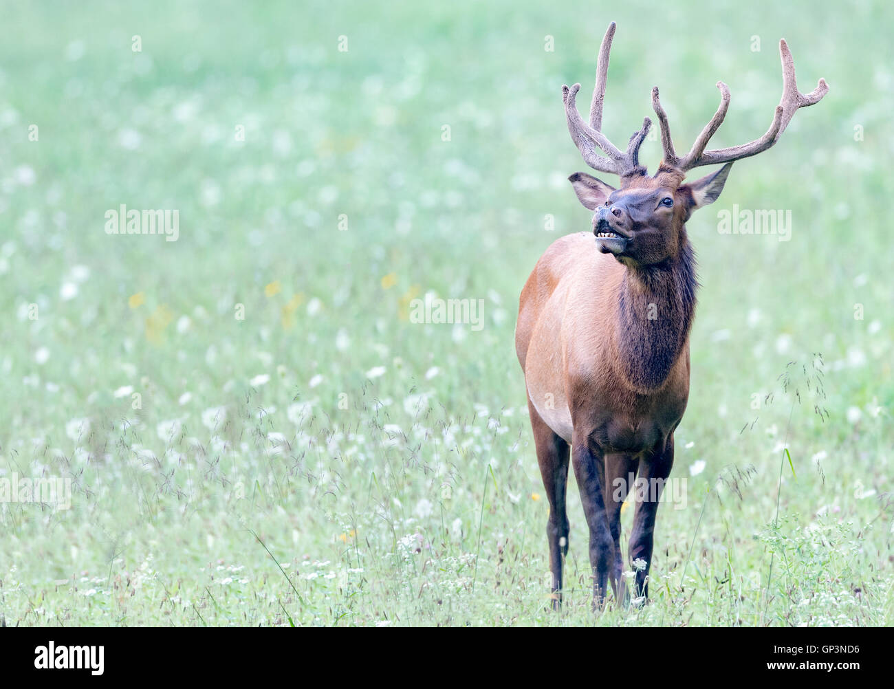 Elk teeth hi-res stock photography and images - Alamy