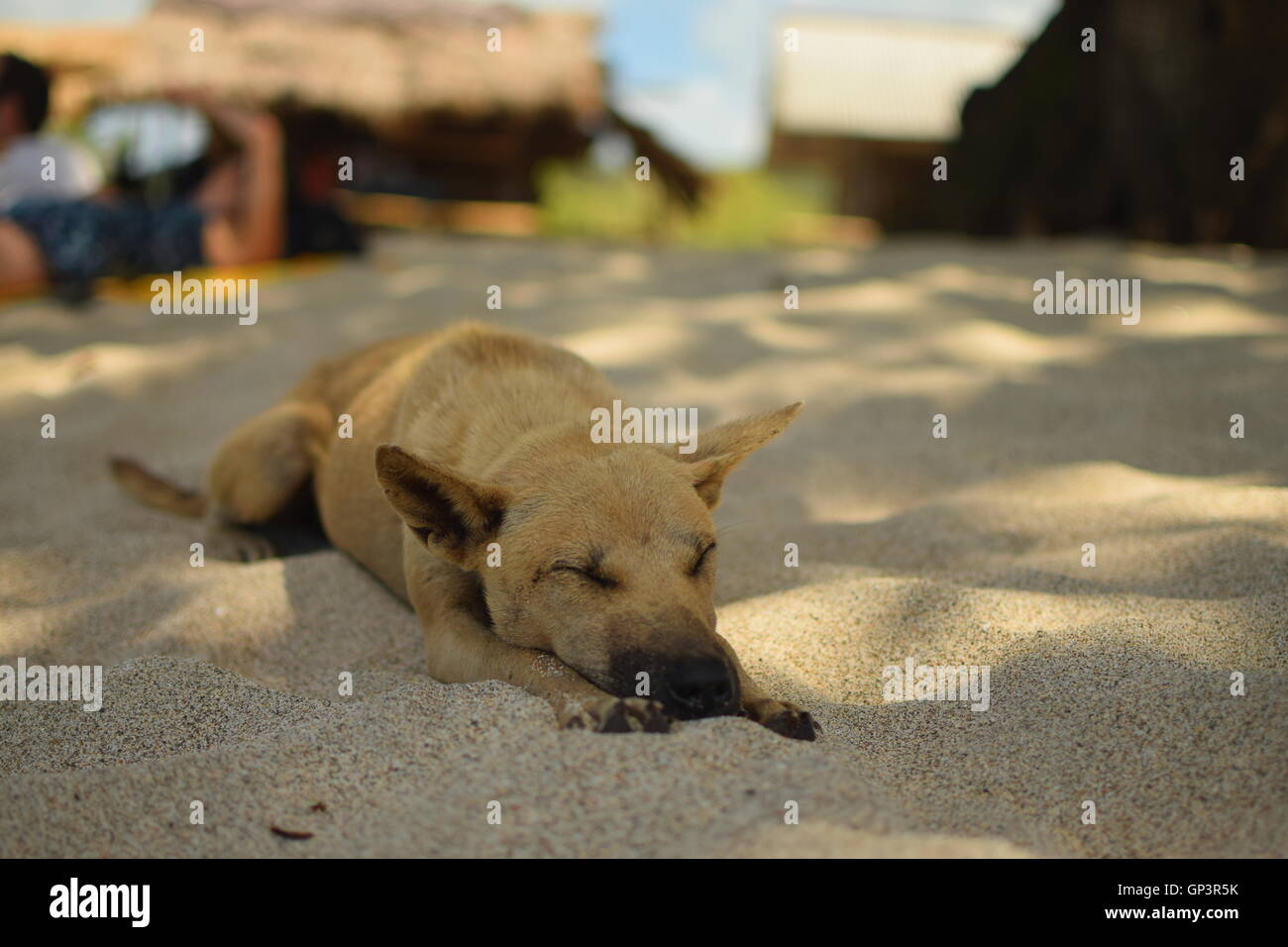 A dog is lying down on the beach under the warm sun Stock Photo - Alamy