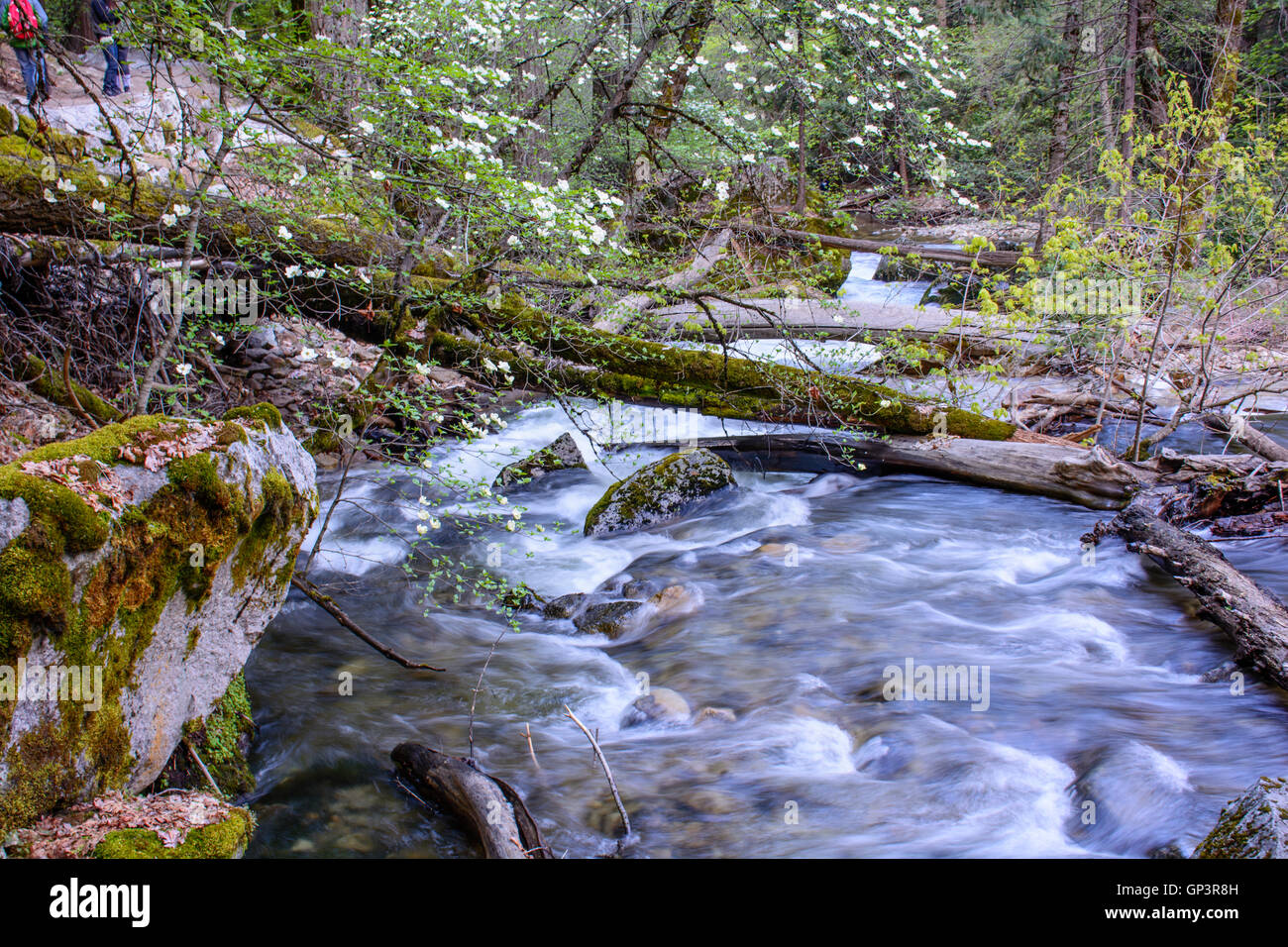 I am glad to take this amazing shot at the amazing Yosemite National ...