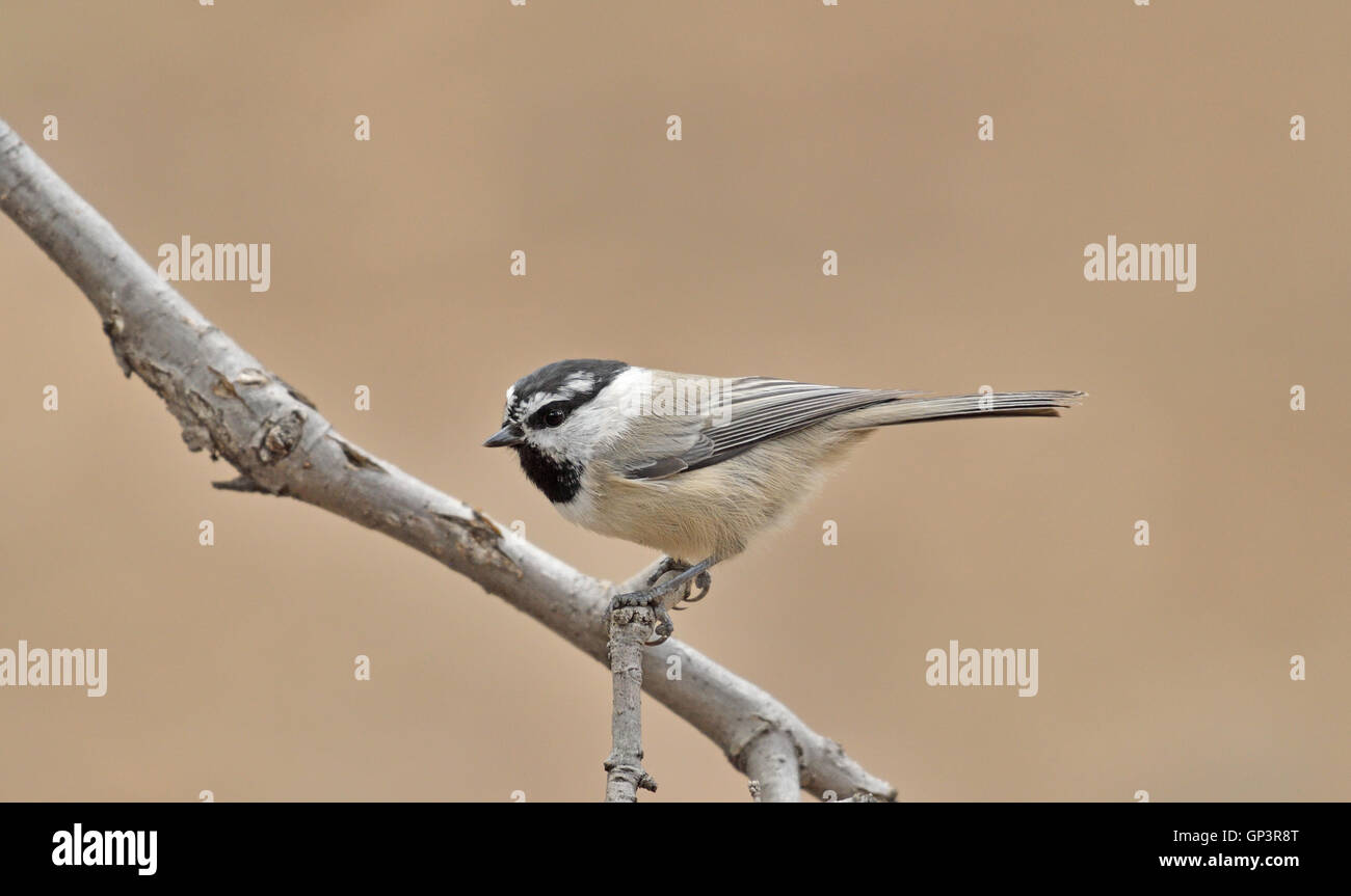 Chickadee on branch hi-res stock photography and images - Alamy