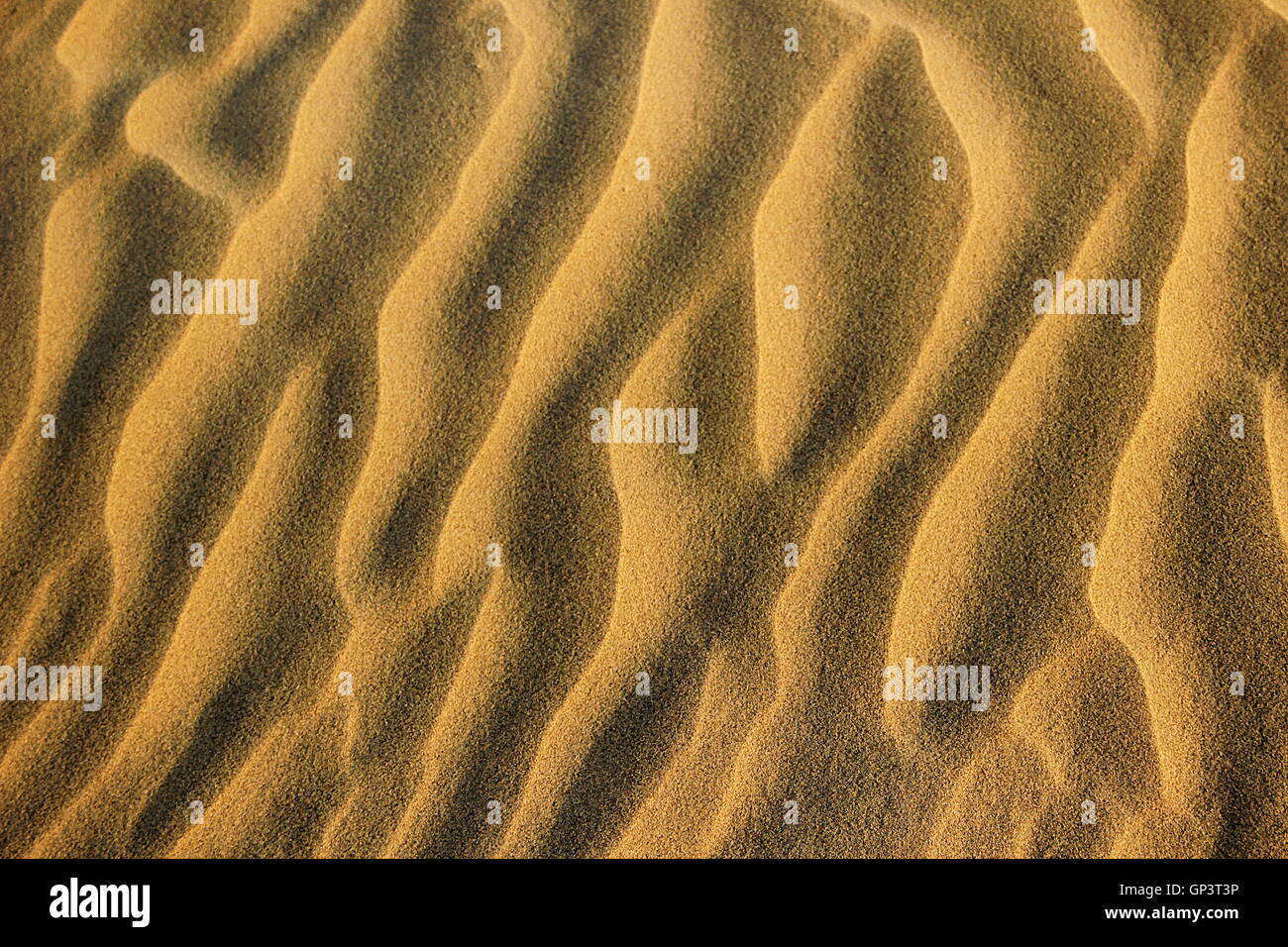Close-up of wavy sand pattern at Sam Sand Dunes near Jaisalmer ...