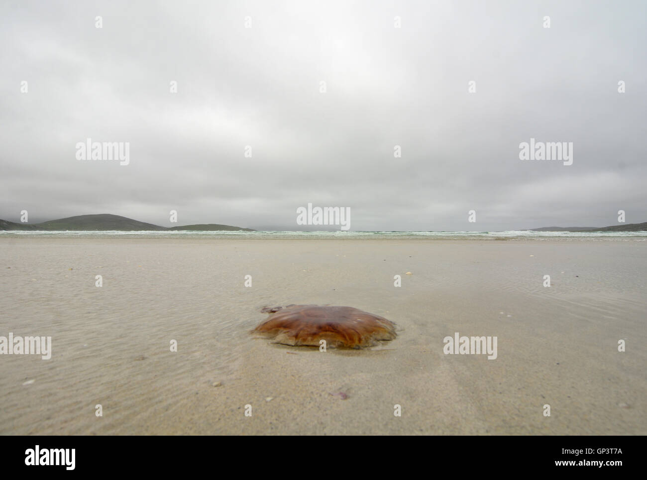 Jellyfish Medusa Beach Sand High Resolution Stock Photography and ...