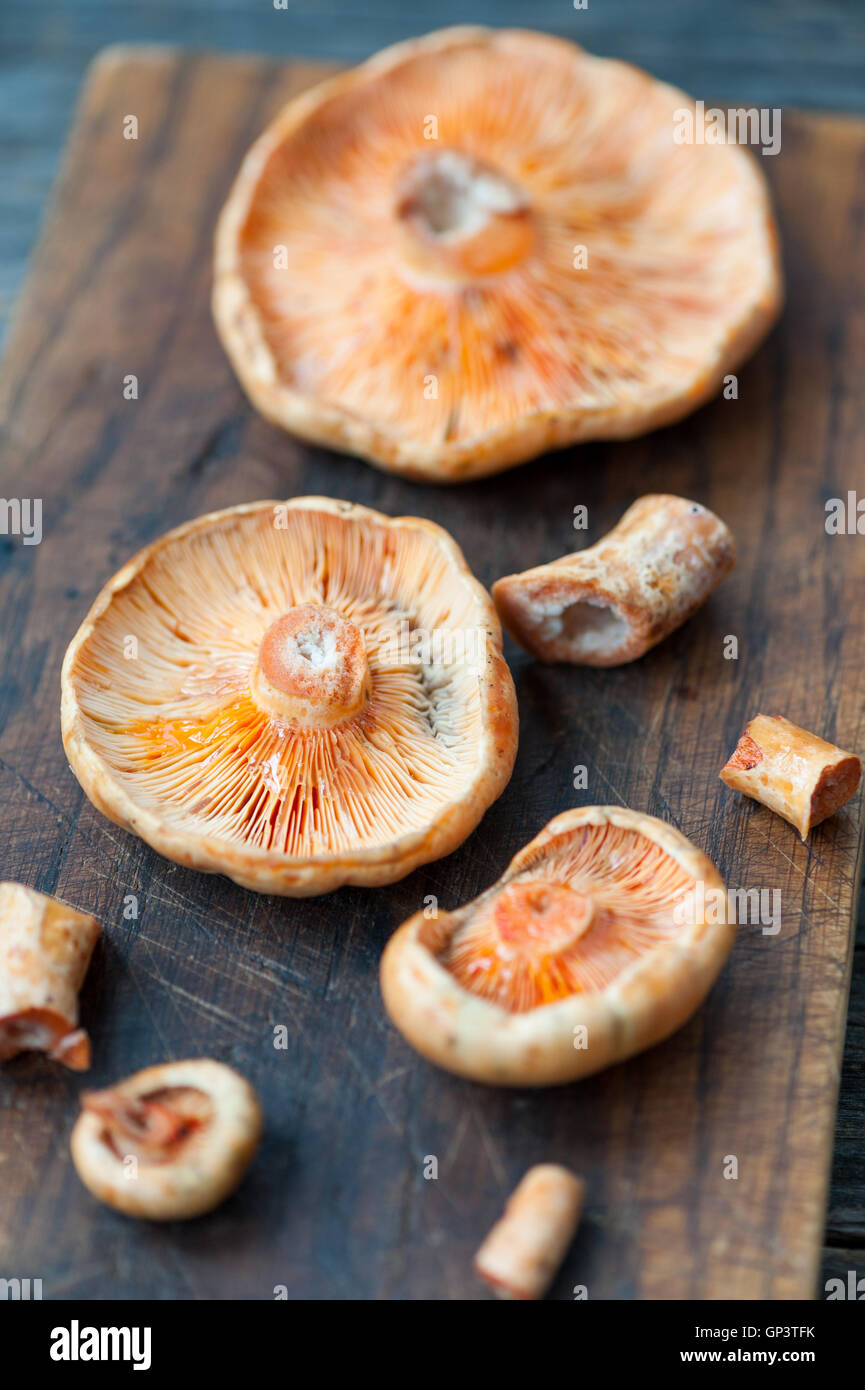 Saffron Milk Cap mushrooms Stock Photo - Alamy