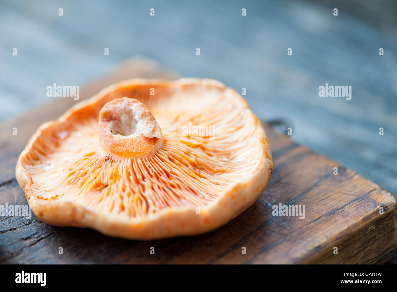 Saffron Milk Cap mushrooms Stock Photo - Alamy