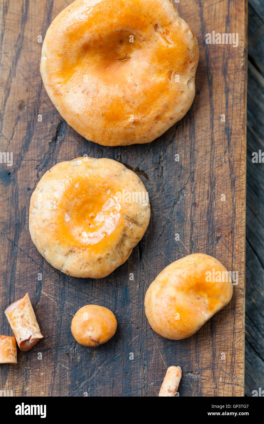 Saffron Milk Cap mushrooms Stock Photo - Alamy