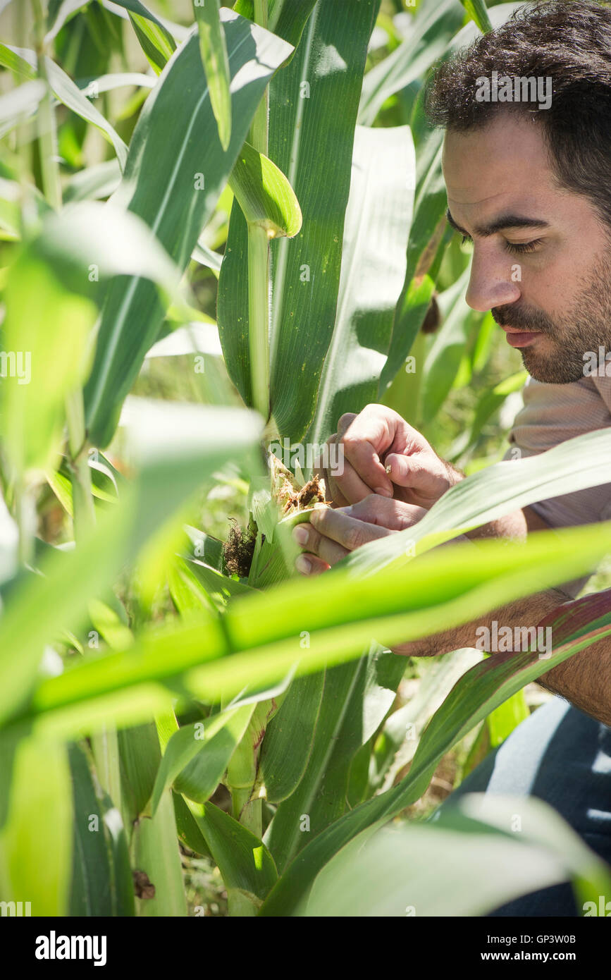 Farmer inspecting maize crop in field Stock Photo - Alamy