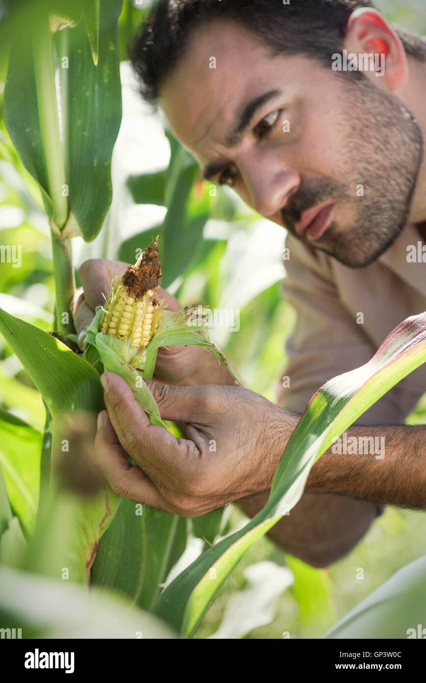 Farmer inspecting corn in field Stock Photo - Alamy