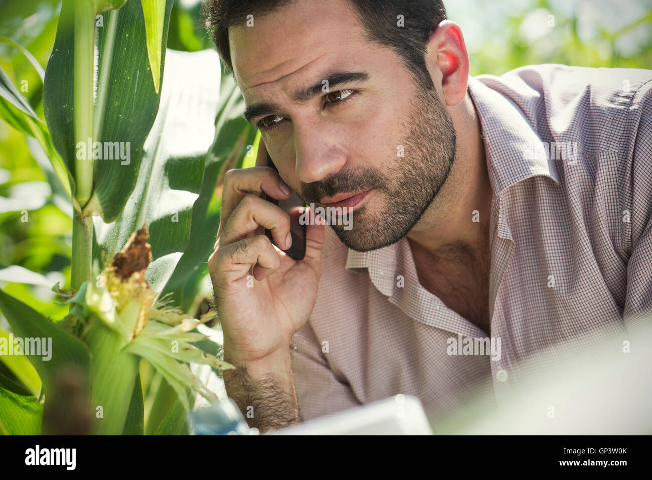 Inspector making phone call while inspecting maize crop in field Stock ...