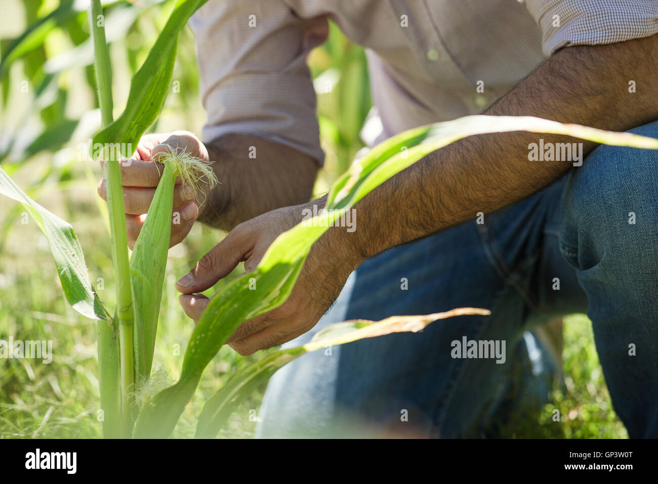 Man examining corn in field Stock Photo - Alamy